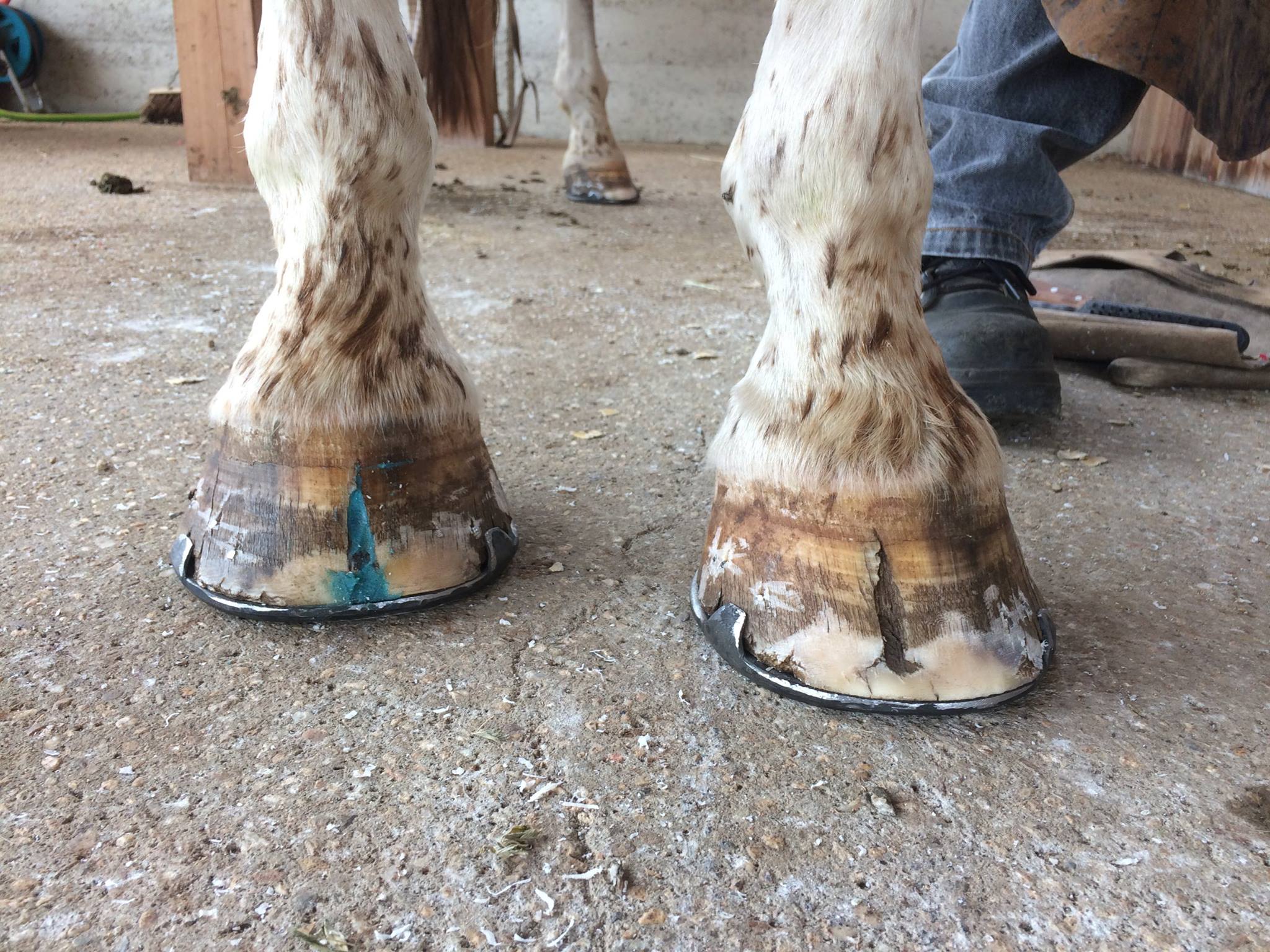 Cracked and Brittle Hooves